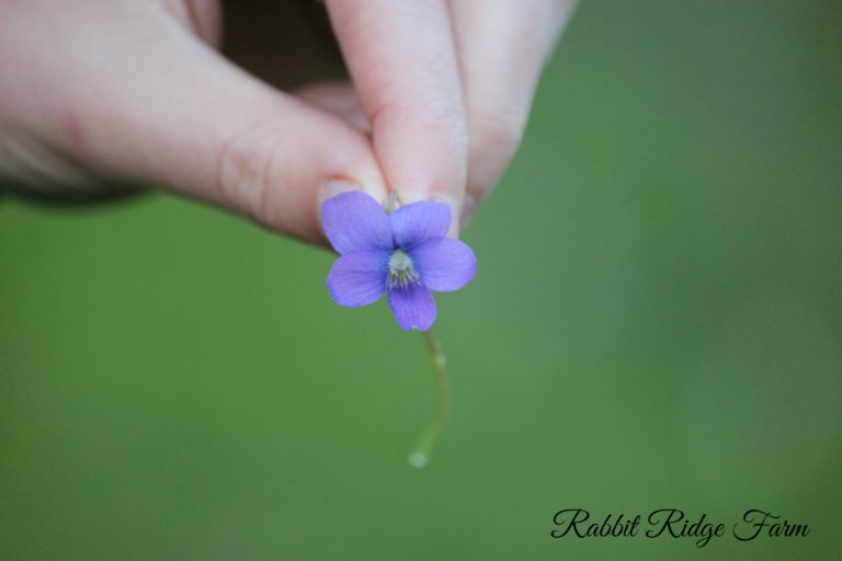 Foraging: Violets Plus a Violet Syrup Recipe