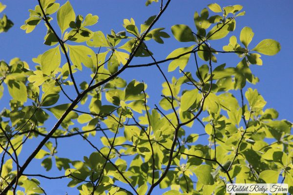 Foraging: Sassafras Roots