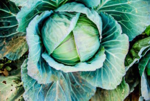 Designing a CSA Flyer & Sign Up Sheet