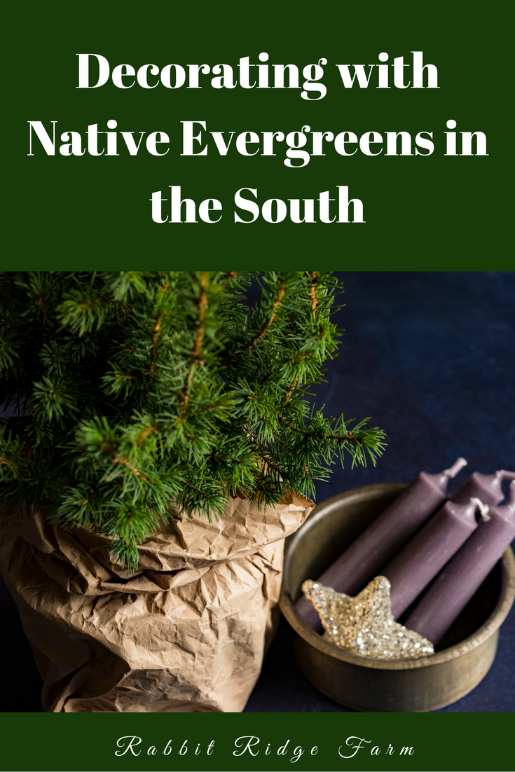 Decorating with Native Evergreens in the South
