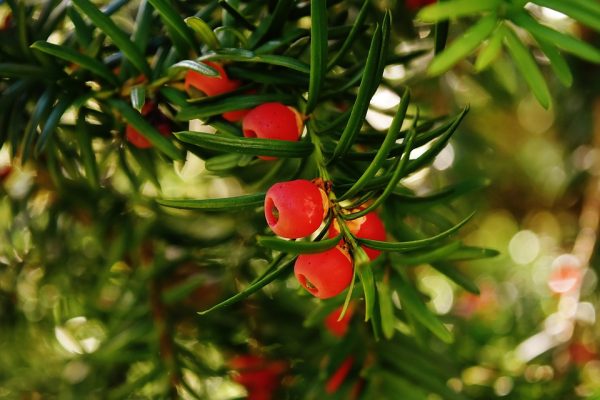 Decorating with Native Evergreens in the South