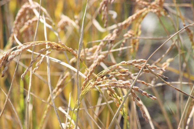 Key Elements of an Off Grid Homestead