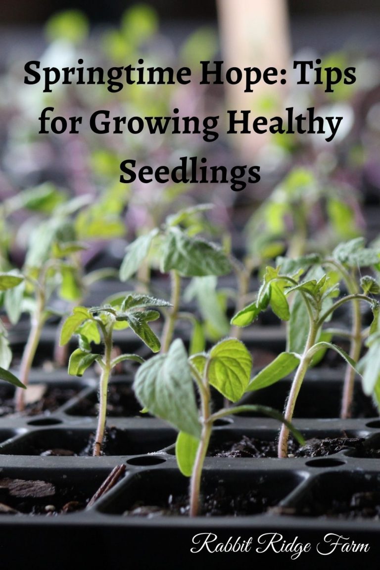 Springtime Hope: Tips for Growing Healthy Seedlings