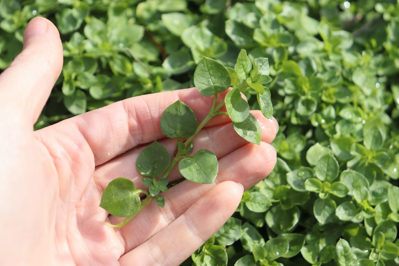 Winter Foraging in Appalachia & Beyond