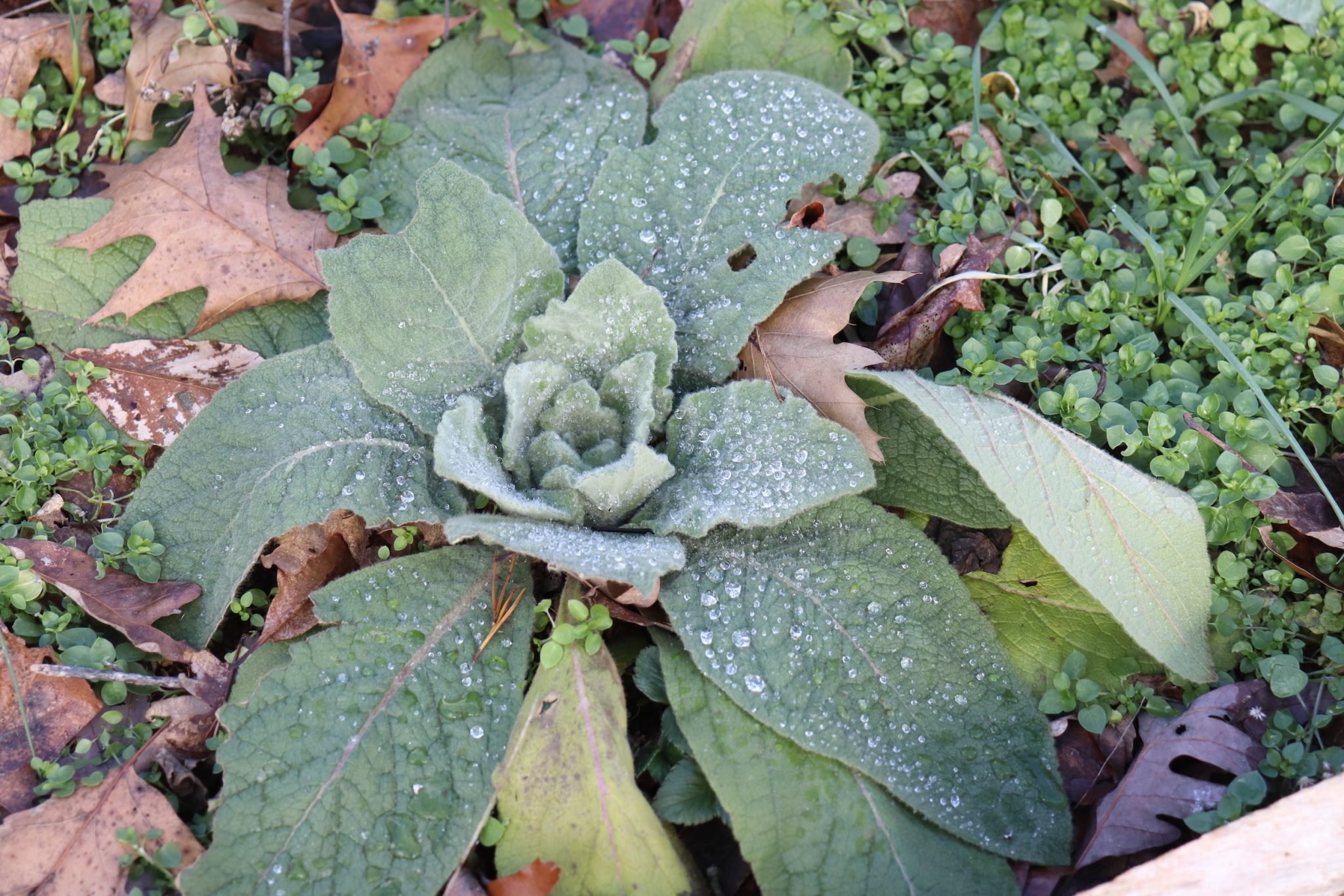 Winter Foraging in Appalachia & Beyond