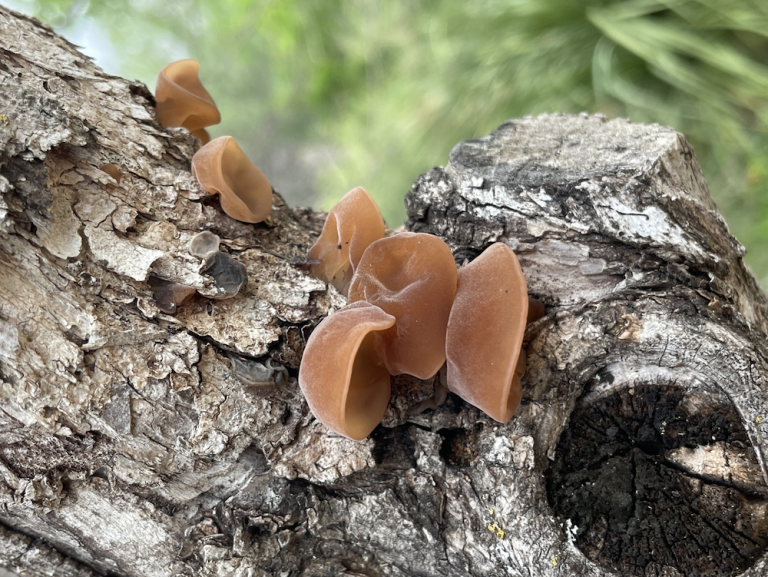 Winter Foraging in Appalachia & Beyond