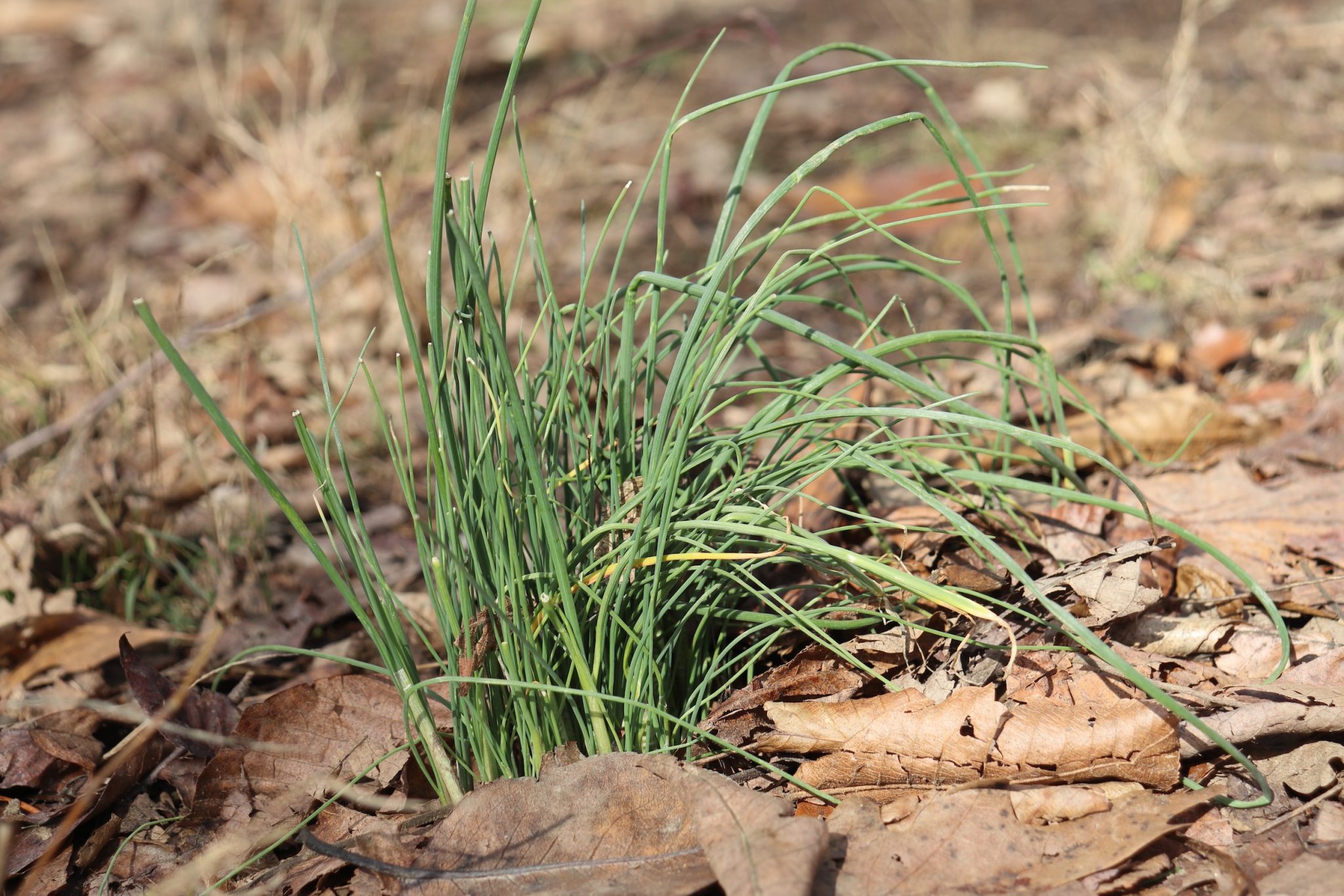 Winter Foraging in Appalachia & Beyond