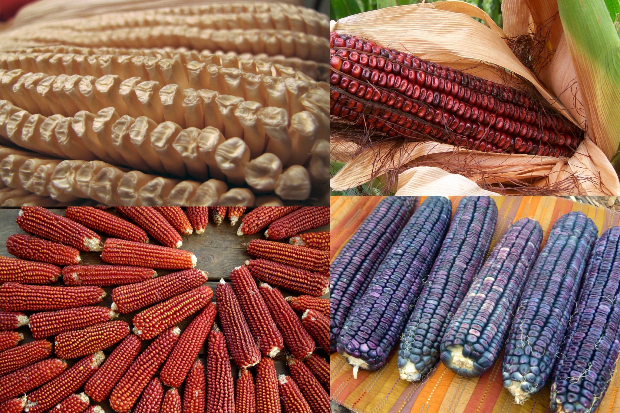 They Can’t Starve Us Out: Growing Grain Corn